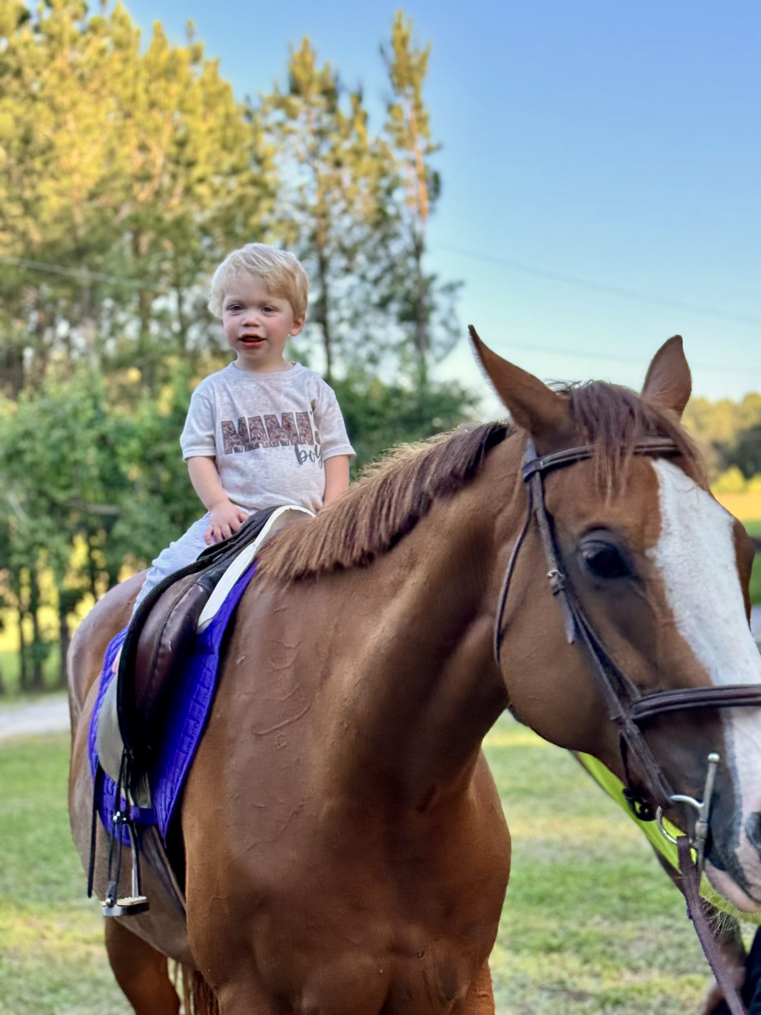 Raleigh Pony Rides and Mobile Petting Zoo - Magic by David