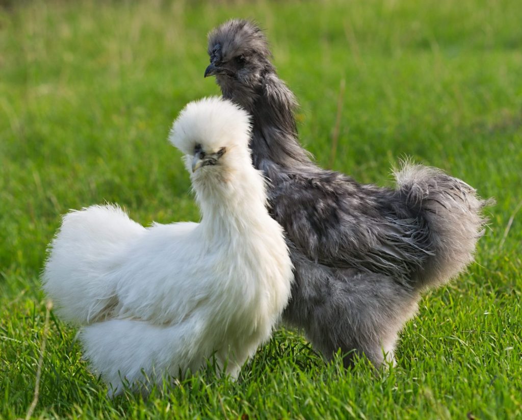 Raleigh Pony Rides and Mobile Petting Zoo - Magic by David